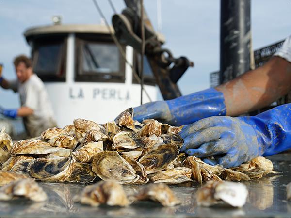 Farm Tours – Peeko Oysters