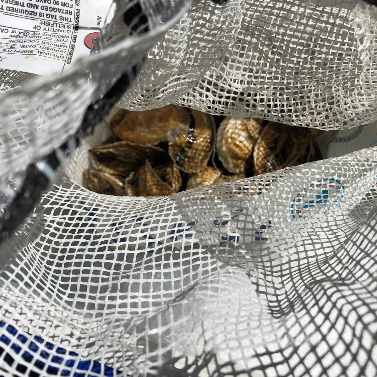 Local Peeko pickups – Peeko Oysters